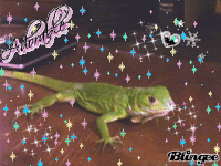 Iguana GIFs - Get the best gif on GIFER
