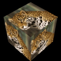Jaguar GIFs - Get the best gif on GIFER