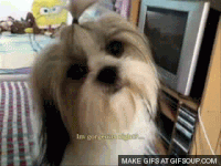 Perrito GIFs - Get the best gif on GIFER