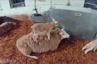 Lamb GIFs - Get the best gif on GIFER