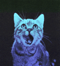 Party cat GIFs - Get the best gif on GIFER