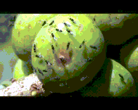 Fig GIFs - Get the best gif on GIFER