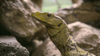 Reptile GIFs - Get the best gif on GIFER