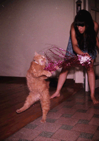 Blurred GIFs - Get the best gif on GIFER