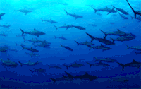 Diving GIFs - Get the best gif on GIFER