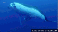 Whale GIFs - Get the best gif on GIFER