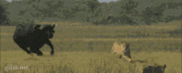Buffalo GIFs - Get the best gif on GIFER