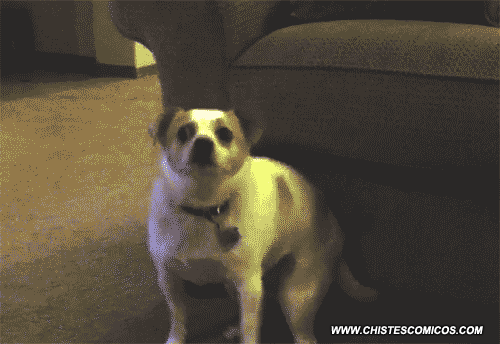 Perreo GIFs - Get the best gif on GIFER