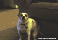 Perro GIF - Conseguir el mejor gif en GIFER