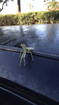 Mantis GIFs - Get the best gif on GIFER