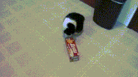 Cracker GIFs - Get the best gif on GIFER