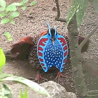 Pheasant GIFs - Get the best gif on GIFER