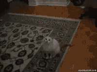 Auditorium GIFs - Get the best gif on GIFER