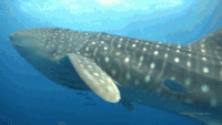 Whale GIFs - Get the best gif on GIFER