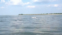 Cetaceans GIF - Conseguir o melhor gif em GIFER