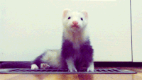 Huron GIFs - Get the best gif on GIFER