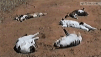 Meaning GIFs - Get the best gif on GIFER