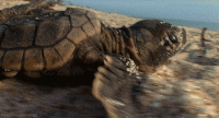 Crawling GIFs - Get the best gif on GIFER
