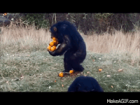 Bringing GIFs - Get the best gif on GIFER