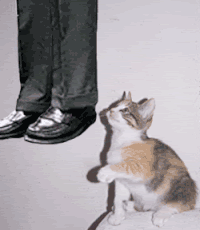 Hung GIFs - Get the best gif on GIFER