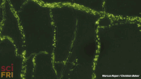 Fungus GIFs - Get the best gif on GIFER