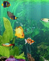 Koi fish GIFs - Get the best gif on GIFER