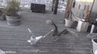 Pelican GIFs - Get the best gif on GIFER