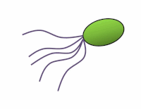 Bacteria GIFs - Get the best gif on GIFER