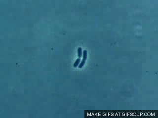 Bacterial GIFs - Get the best gif on GIFER