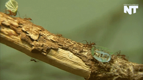 Forest preservation GIF - Conseguir o melhor gif em GIFER