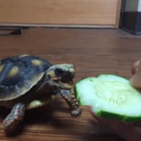 Cucumber GIFs - Get the best gif on GIFER