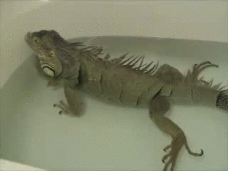 Iguana farts in a bathtub GIFs - Obtenez le meilleur gif sur GIFER