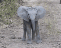 Elefante GIFs - Get the best gif on GIFER