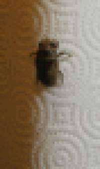 Cicadas GIFs - Get the best gif on GIFER