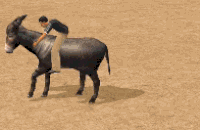 Donkey GIFs - Get the best gif on GIFER