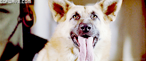Dogsanimals GIFs - Get the best gif on GIFER