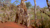 Meerkat GIFs - Get the best gif on GIFER