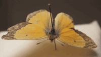 Mites GIFs - Get the best gif on GIFER