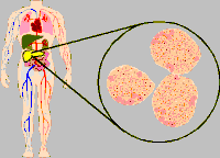 Liver GIFs - Get the best gif on GIFER