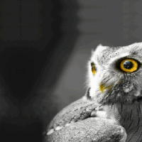 Hawk GIFs - Get the best gif on GIFER