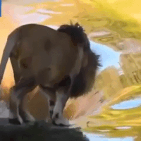 Noooooo Gif