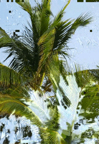 Palm GIFs - Get the best gif on GIFER