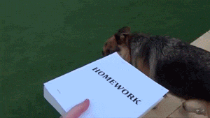 Homeworkhomework GIFs - Get the best gif on GIFER