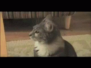 Shocked cat GIFs - Obtenez le meilleur gif sur GIFER
