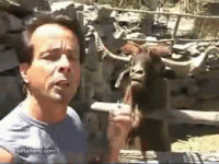 Pfft GIFs - Get the best gif on GIFER