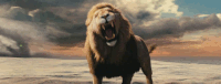 Lion GIFs - Get the best gif on GIFER