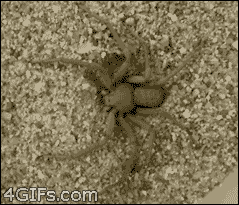 Cave GIF - Conseguir o melhor gif em GIFER