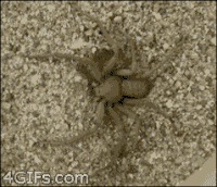 Digging GIFs - Get the best gif on GIFER