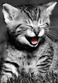 Smiling GIFs - Get the best gif on GIFER