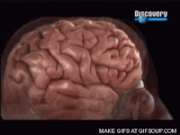 Cortex GIFs - Get the best gif on GIFER